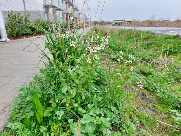 Rukiew siewna rukola Ekoschematy wykaz nr 1 | Semini