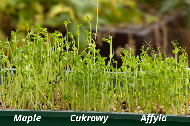 Groch siewny typ Affyla nasiona microgreens hurt | Semini.pl