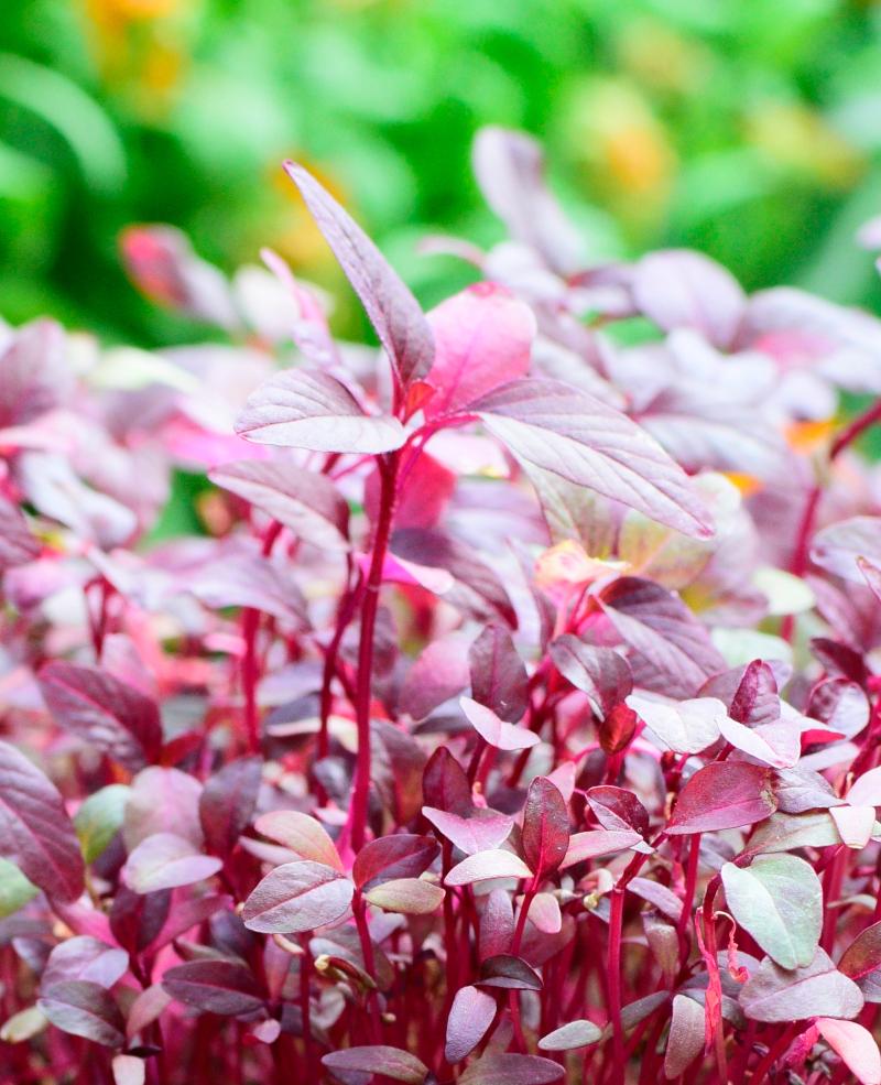 Amarantus nasiona microgreens wściekle różowy kolor | Semini